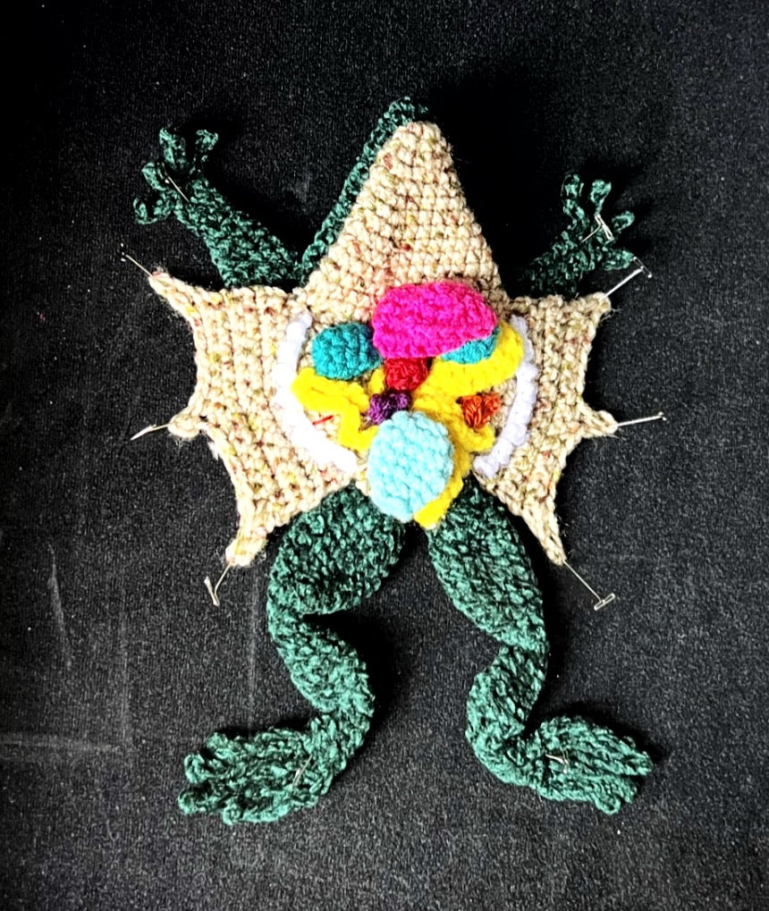 Velvet Dissected Frog – Creatures And Cuties